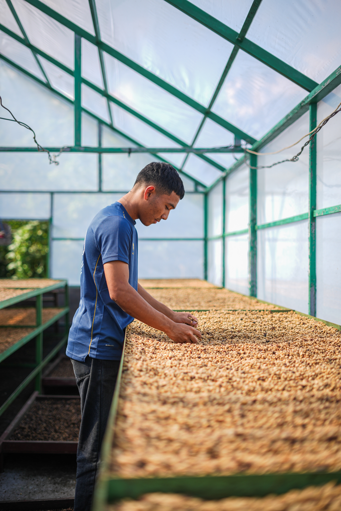 Bali Bean Journey – Coffee Farm Tour Explore the Heart of Coffee in Ki ...